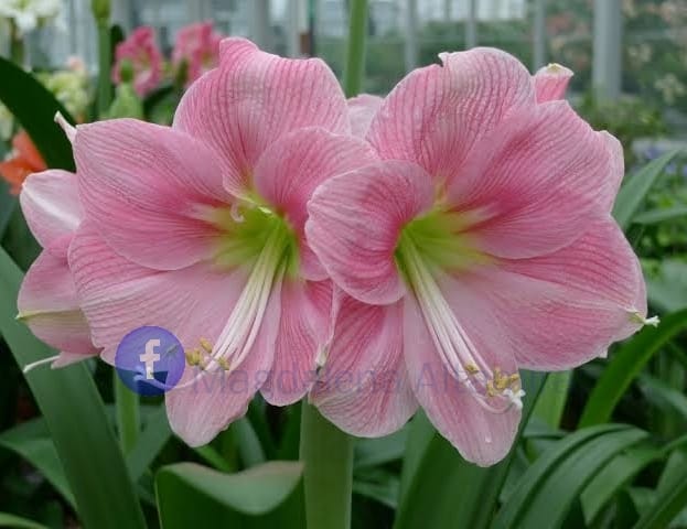 Blushing Bride – Altamira Plantas